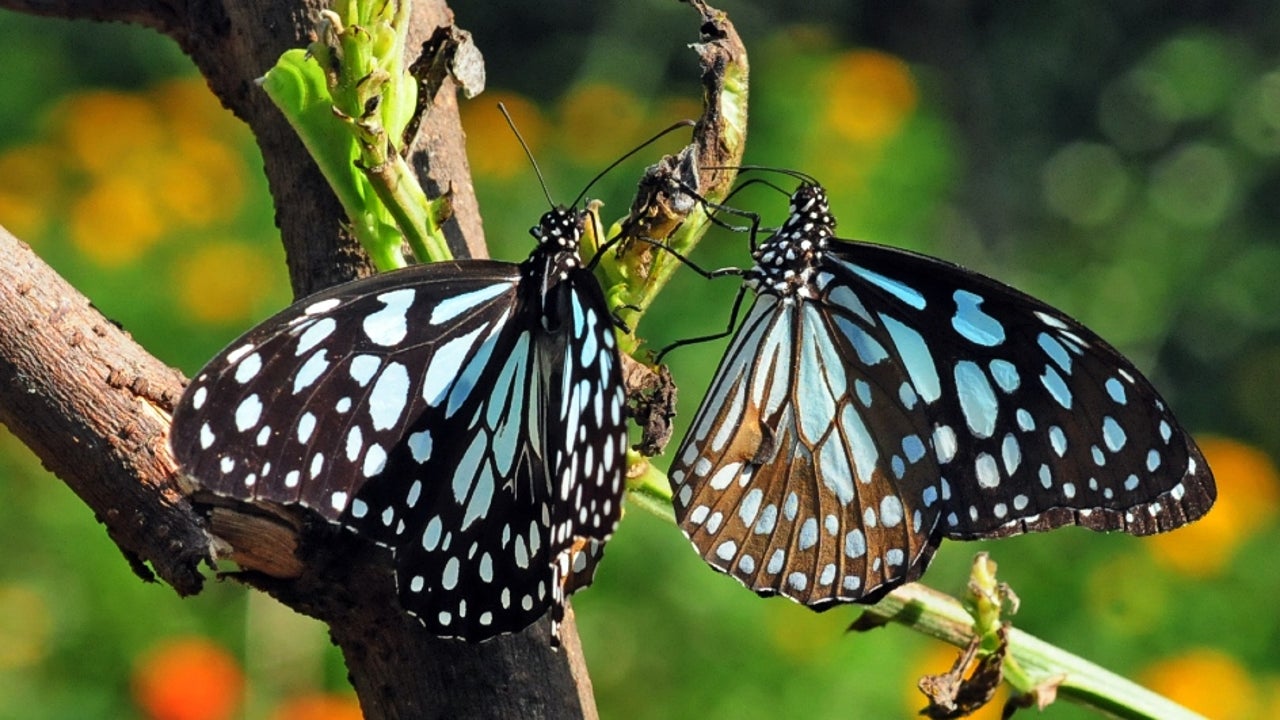 Butterflies of India